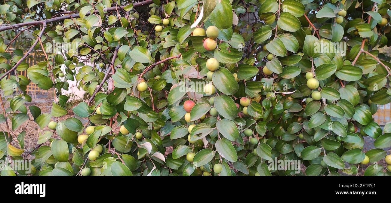 A closeup shot of ziziphus fruits on the branches of a jujube shrub ...