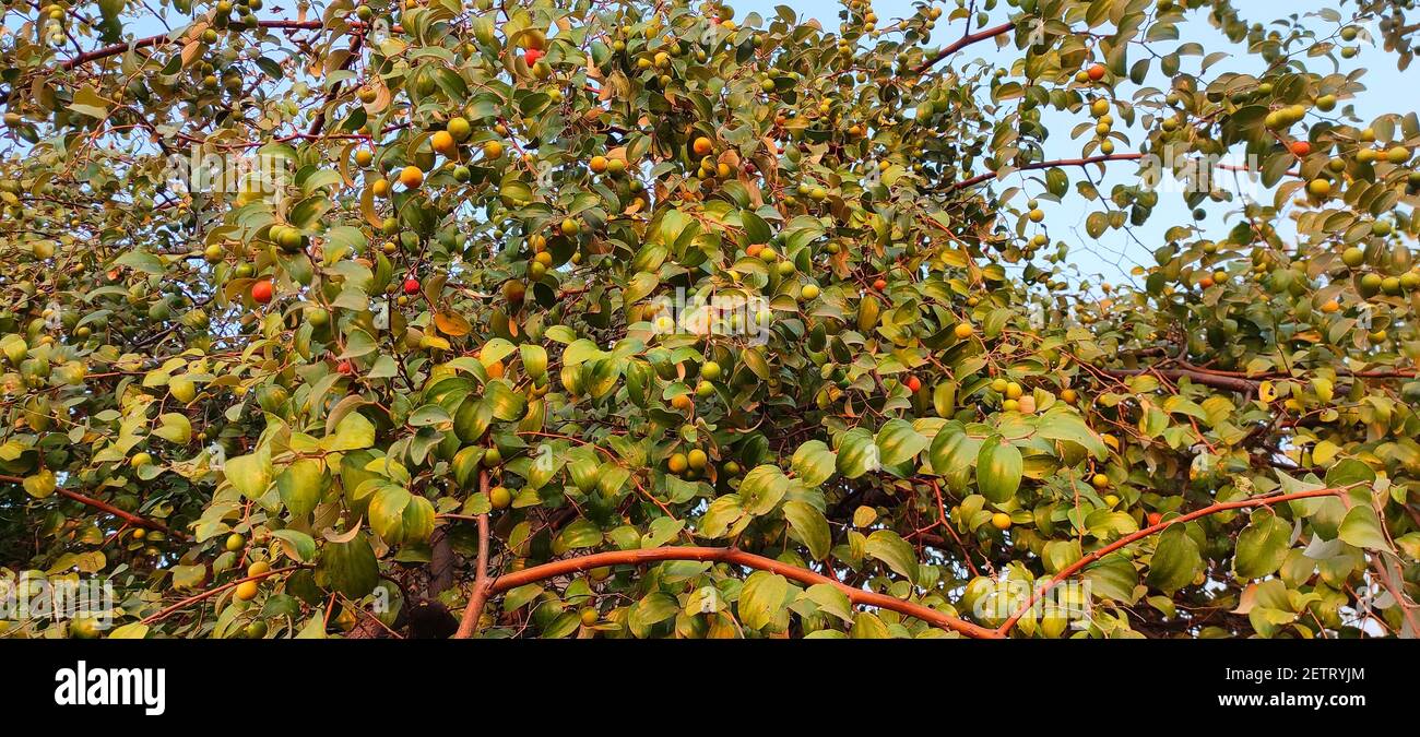 A closeup shot of ziziphus fruits on the branches of a jujube shrub ...