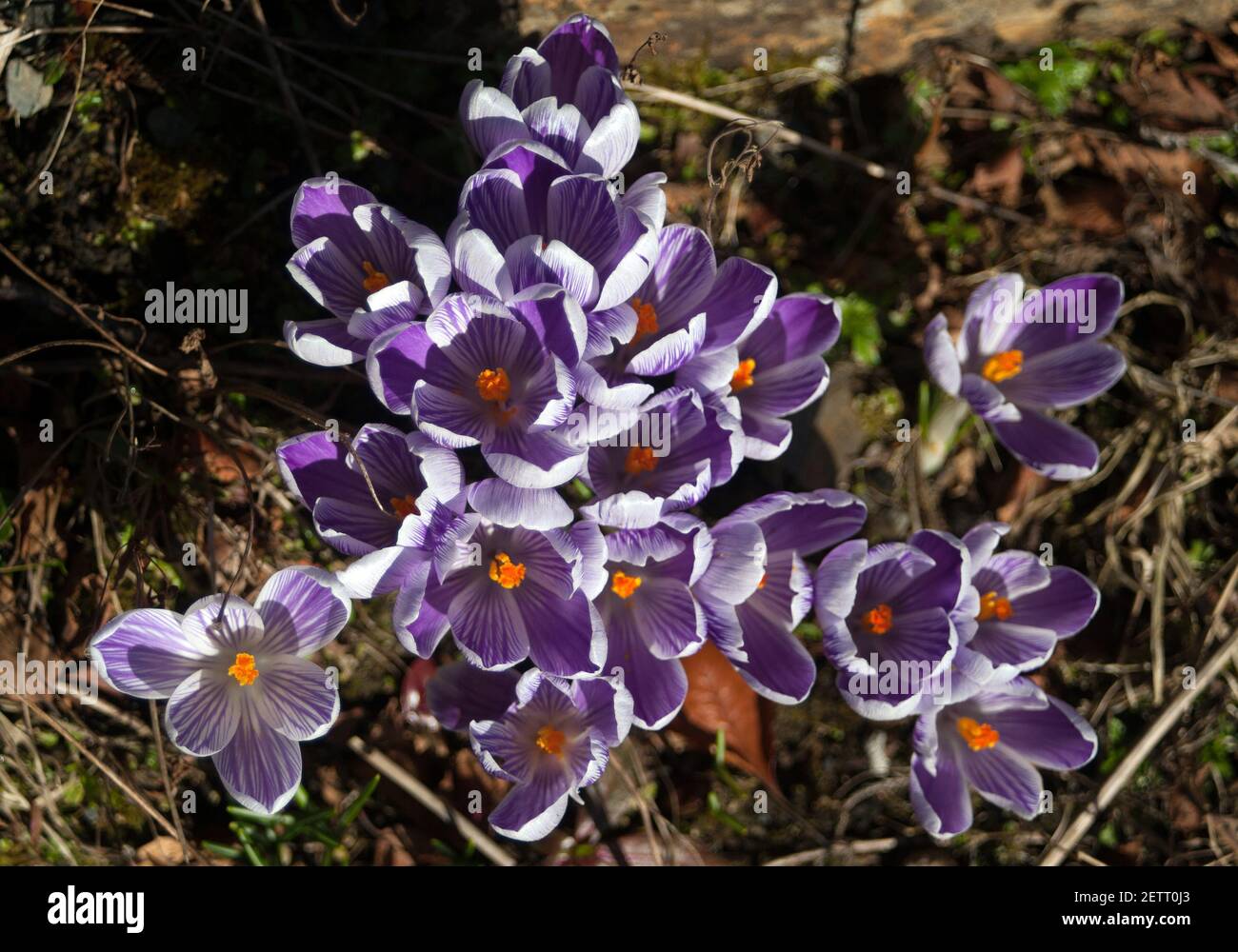 Crocus flower on the slopes of Mount Leinster, Kilbrannish South ...