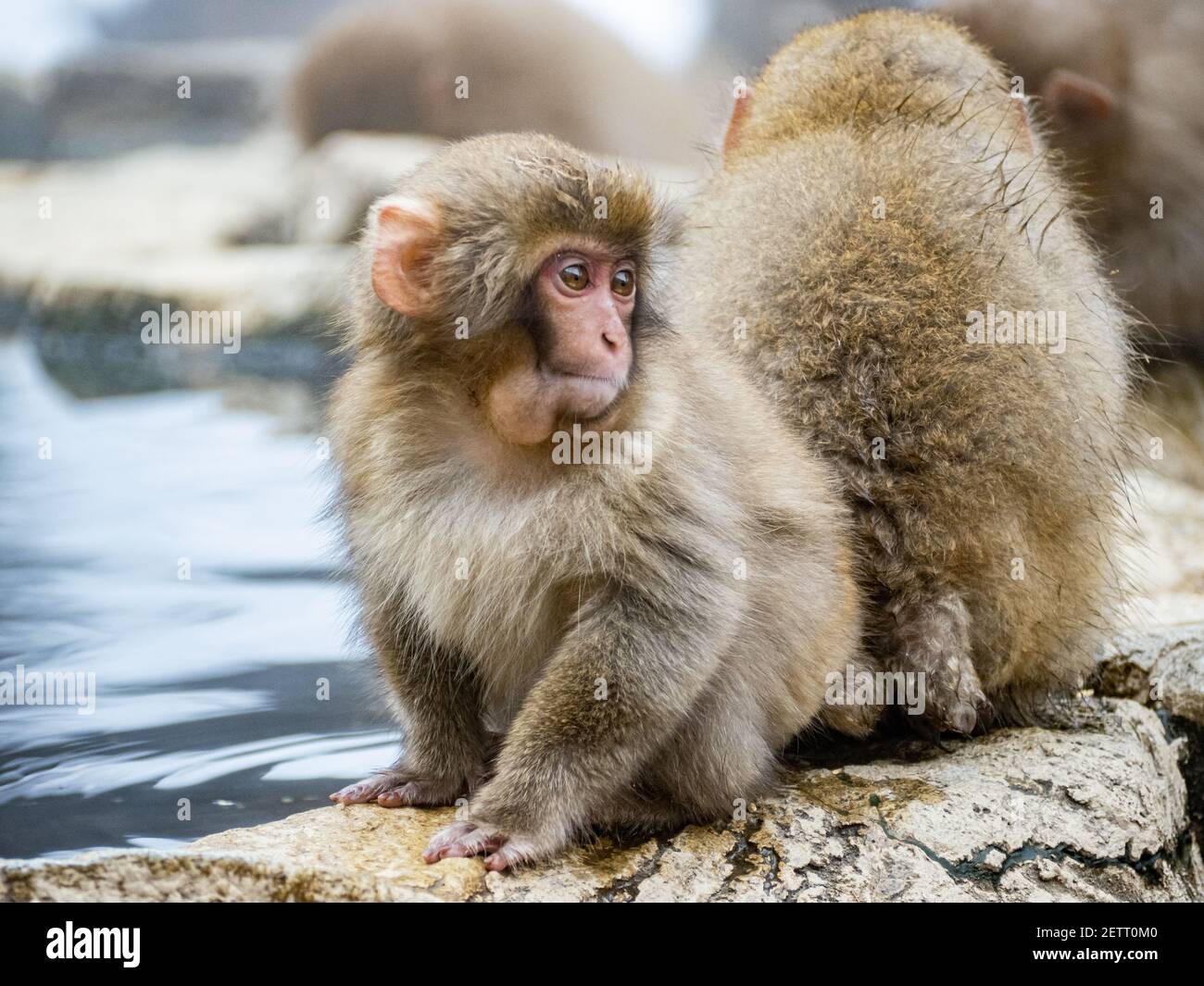 A pair of young Japanese macaques or snow monkeys, Macaca fuscata, sit ...