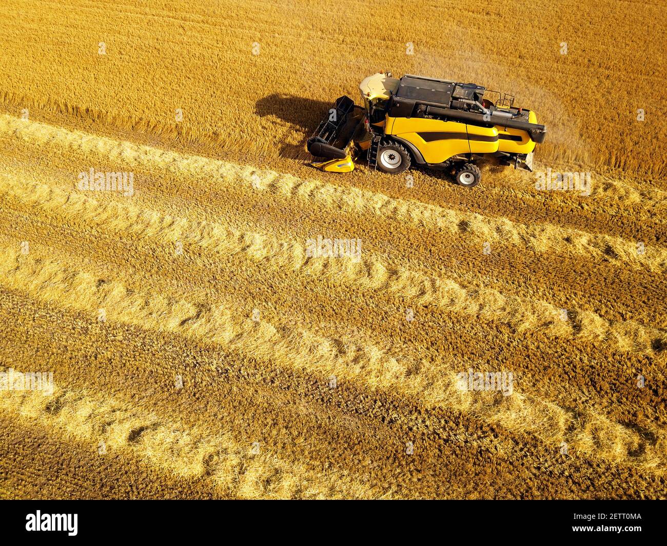 Bird's eyes view from flying drone of combine harvester machine while ...