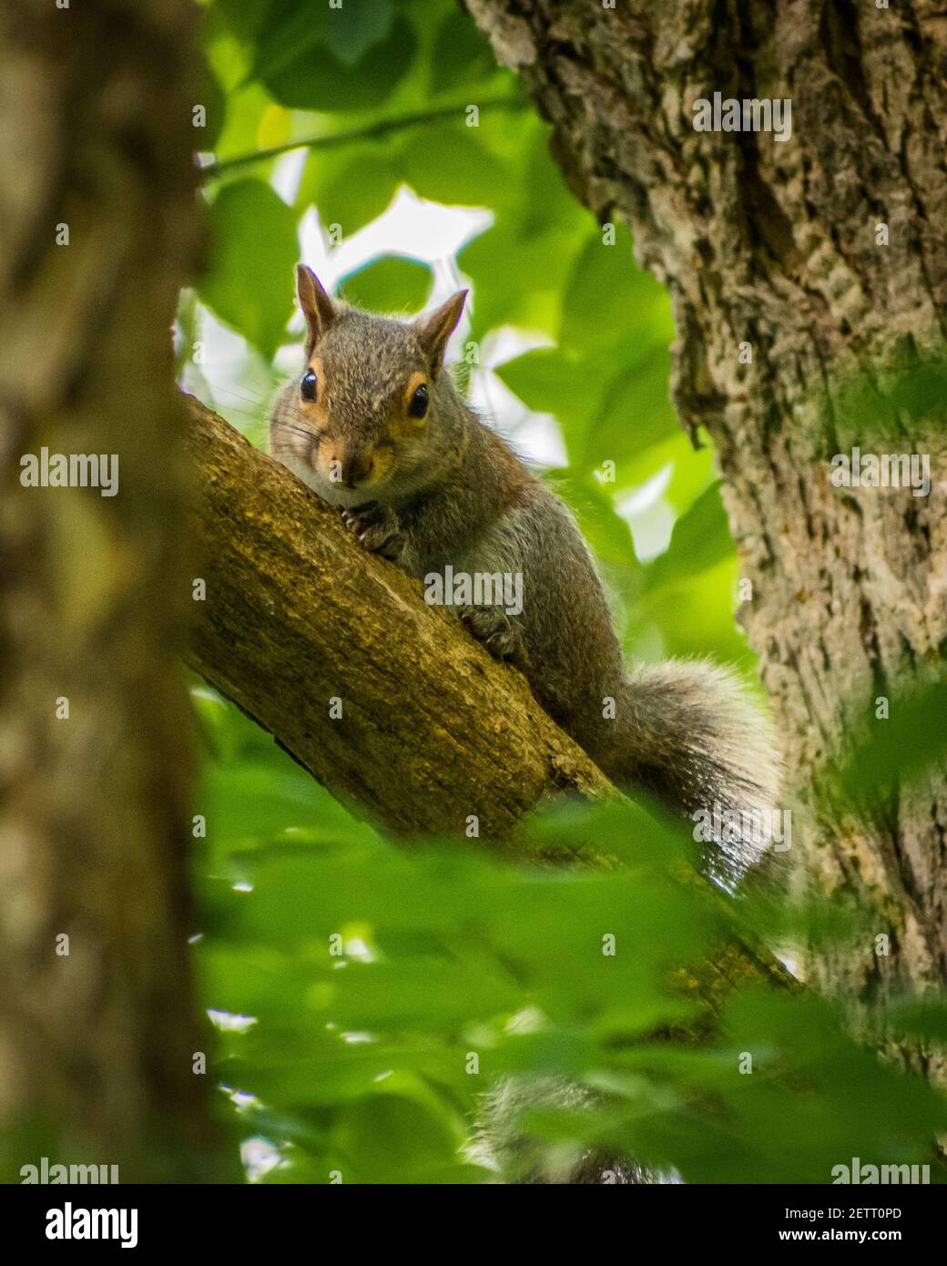 A fluffy adorable squirrel on a tree branch Stock Photo - Alamy