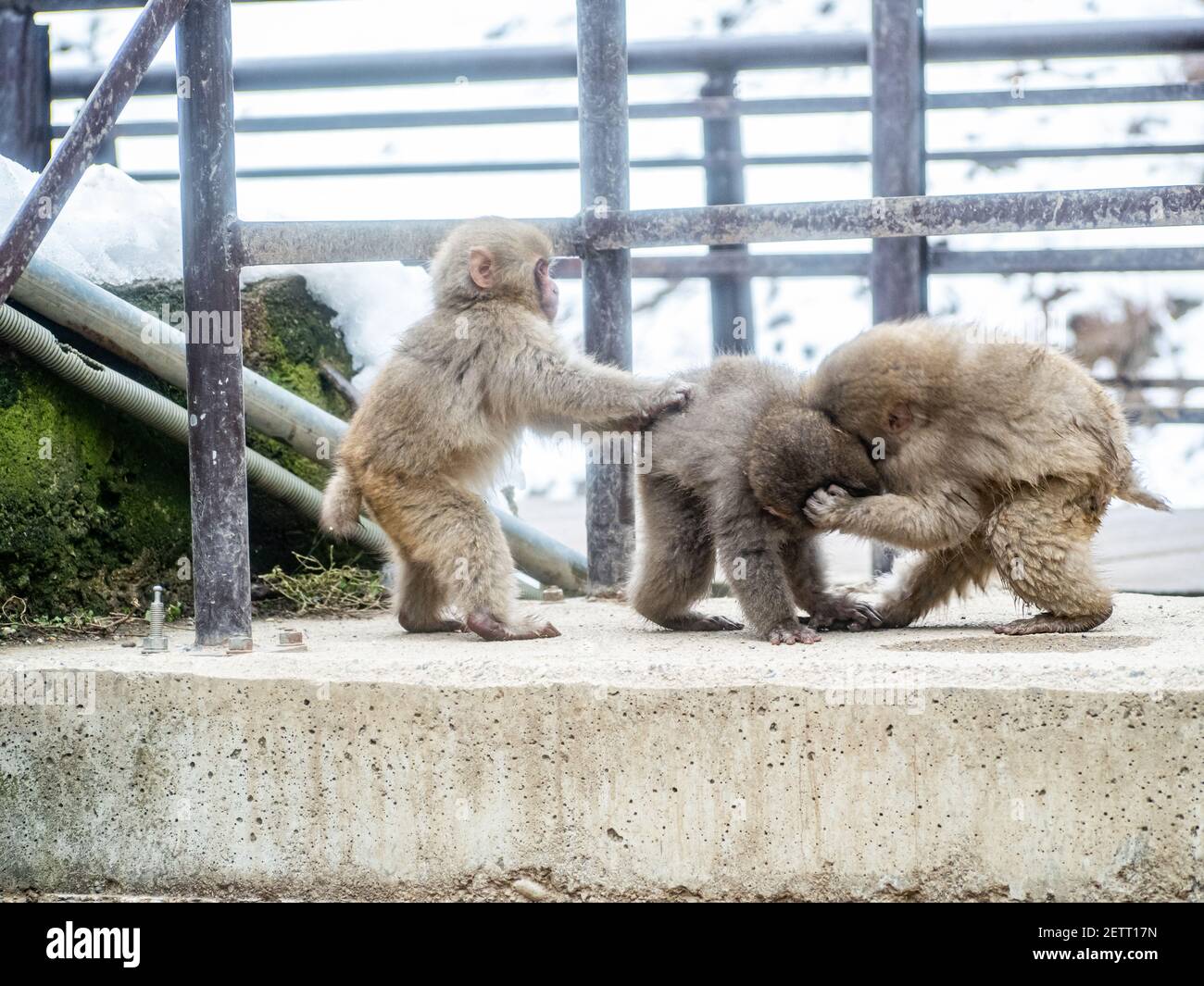 Macaque wrestle hi-res stock photography and images - Alamy
