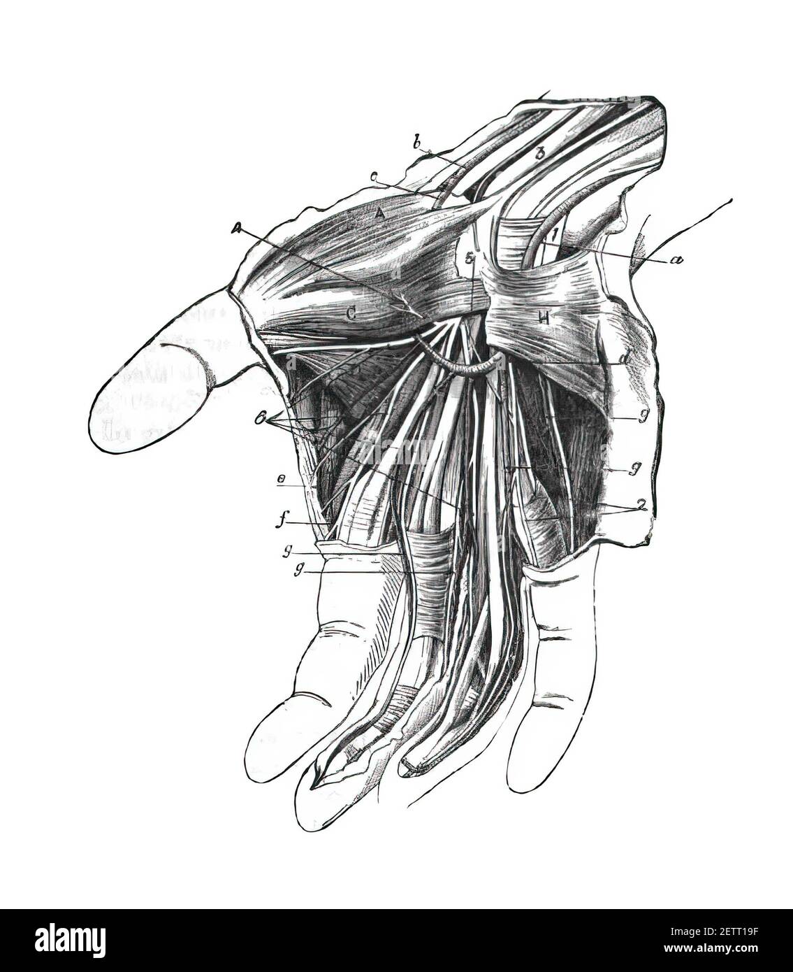 An anatomical illustration of muscles of the 19th century Stock Photo ...