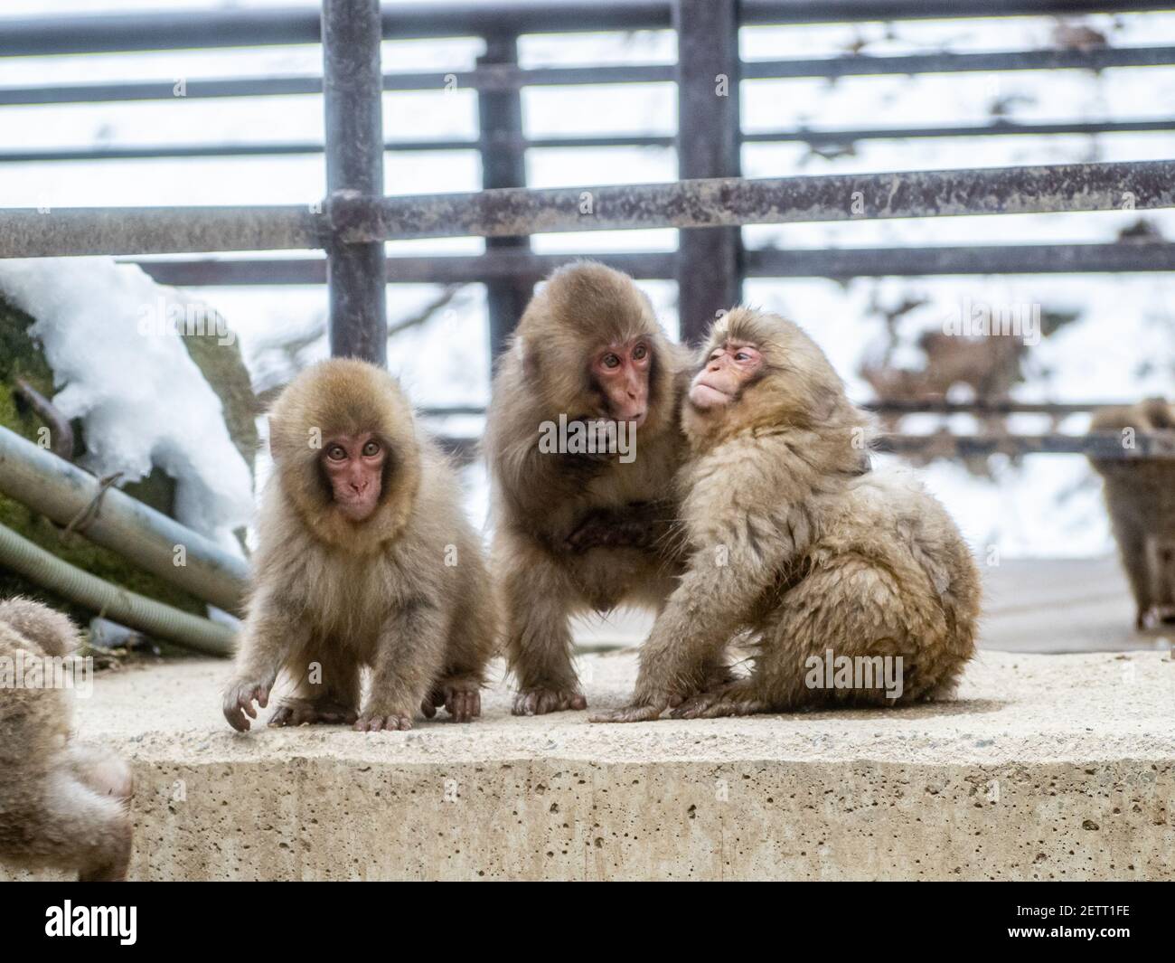 Macaque wrestle hi-res stock photography and images - Alamy