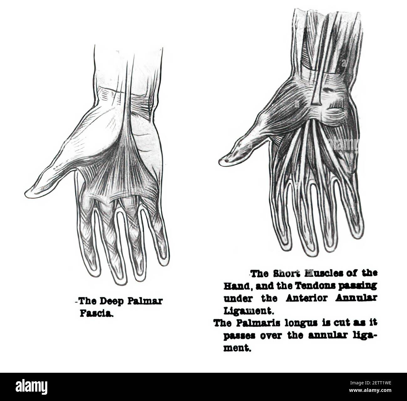 Anatomical element hi-res stock photography and images - Alamy