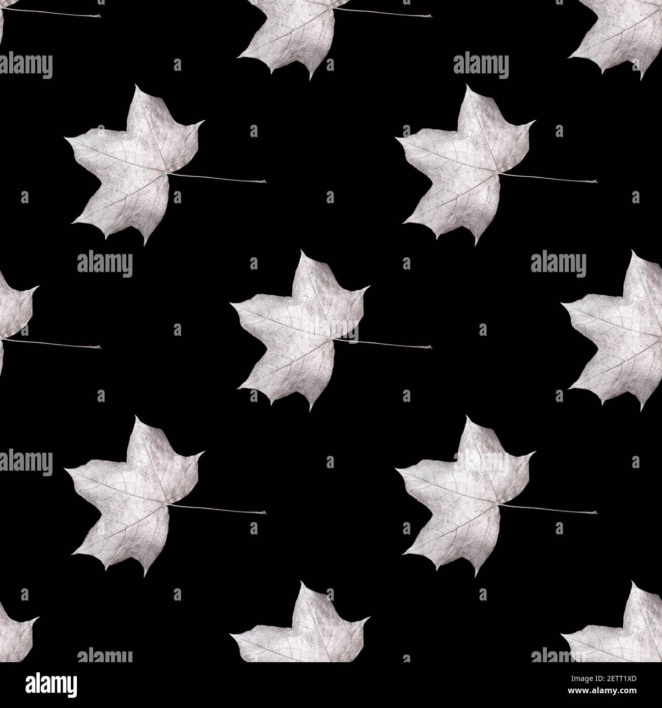 Silver spotted leaves hi-res stock photography and images - Alamy