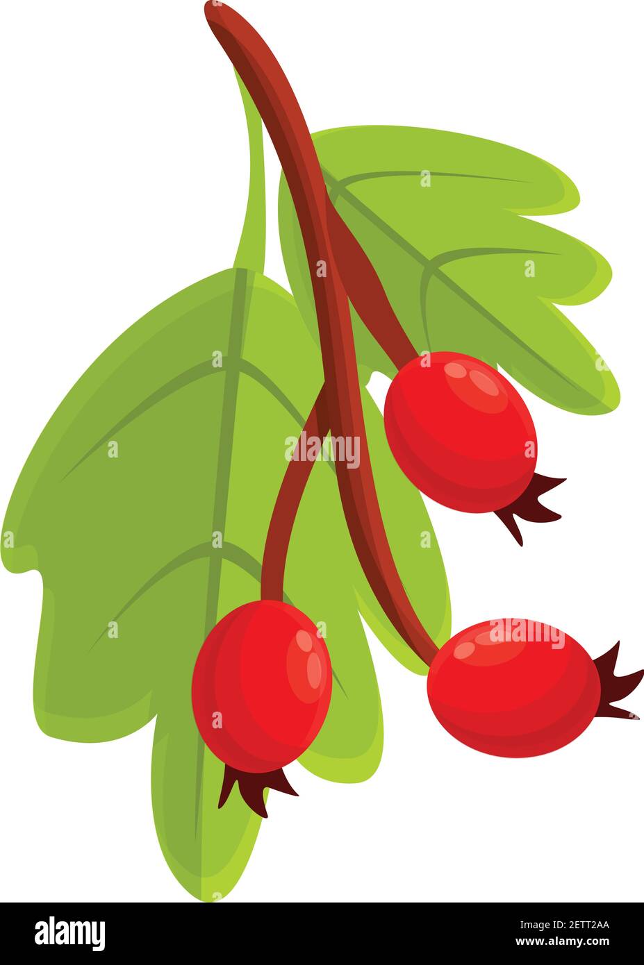 Small pome fruit Stock Vector Images - Alamy