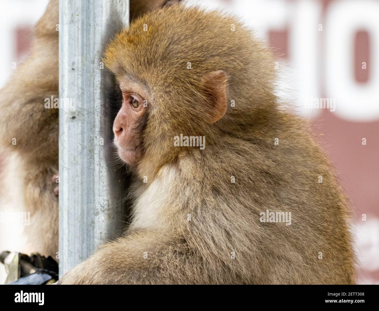A young Japanese macaques or snow monkeys, Macaca fuscata, clings to a ...