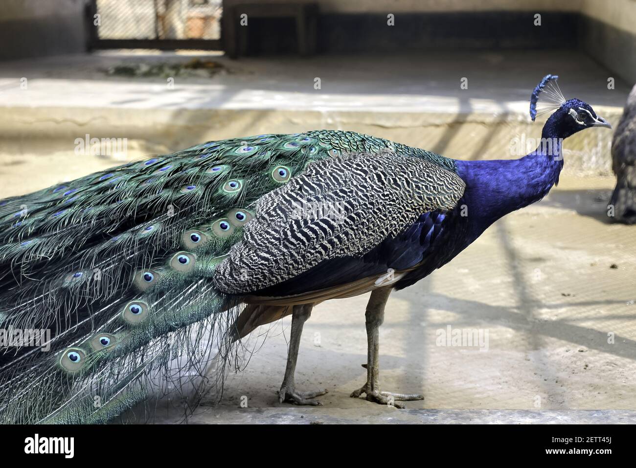 Male peacock head shot hi-res stock photography and images - Alamy