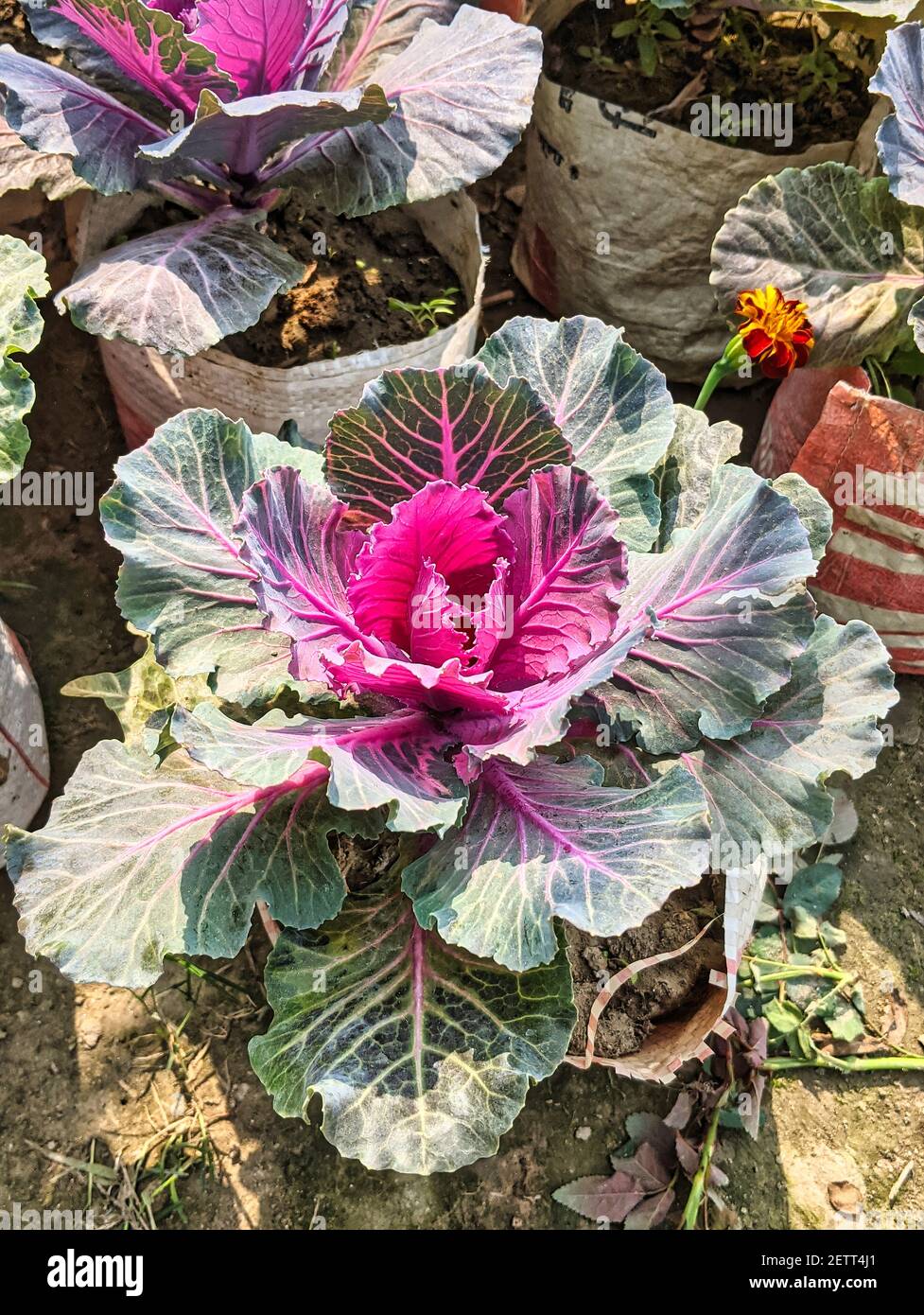 A closeup shot of purple Cabbage plants are growing in the garden Stock ...