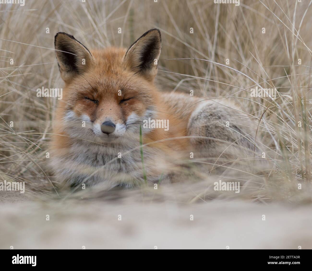 Red fox is relaxing out of the wind, photographed in the dunes of the ...