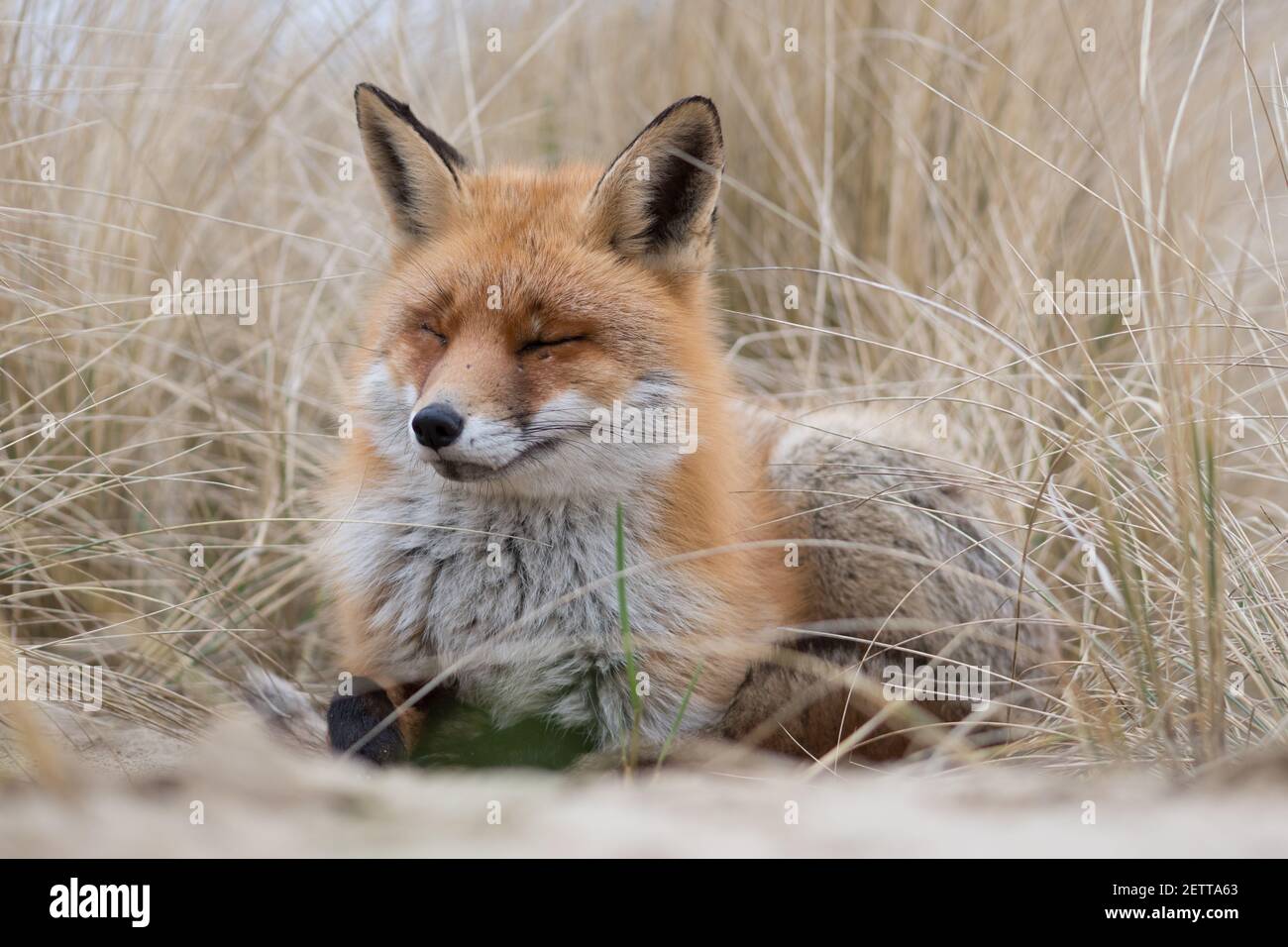 Fox in wind hi-res stock photography and images - Alamy