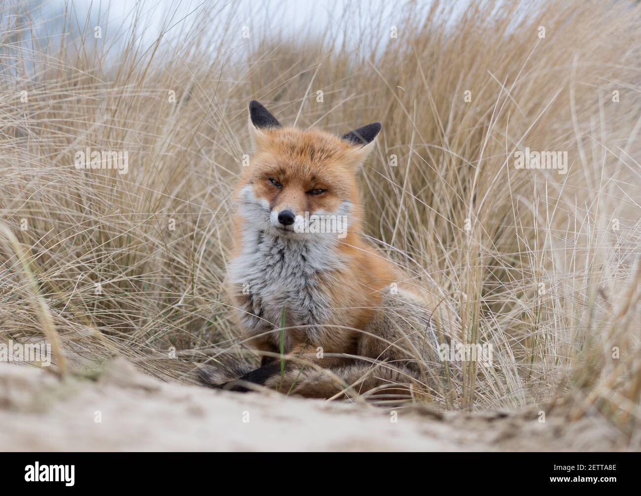 Red fox is relaxing out of the wind, photographed in the dunes of the ...