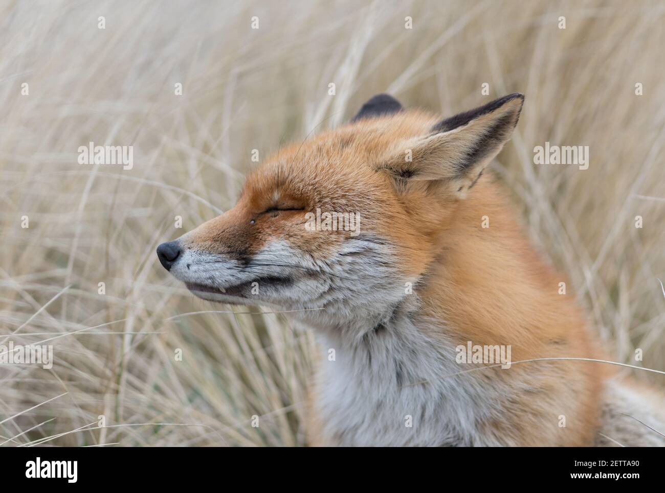 Red fox is relaxing out of the wind, photographed in the dunes of the ...