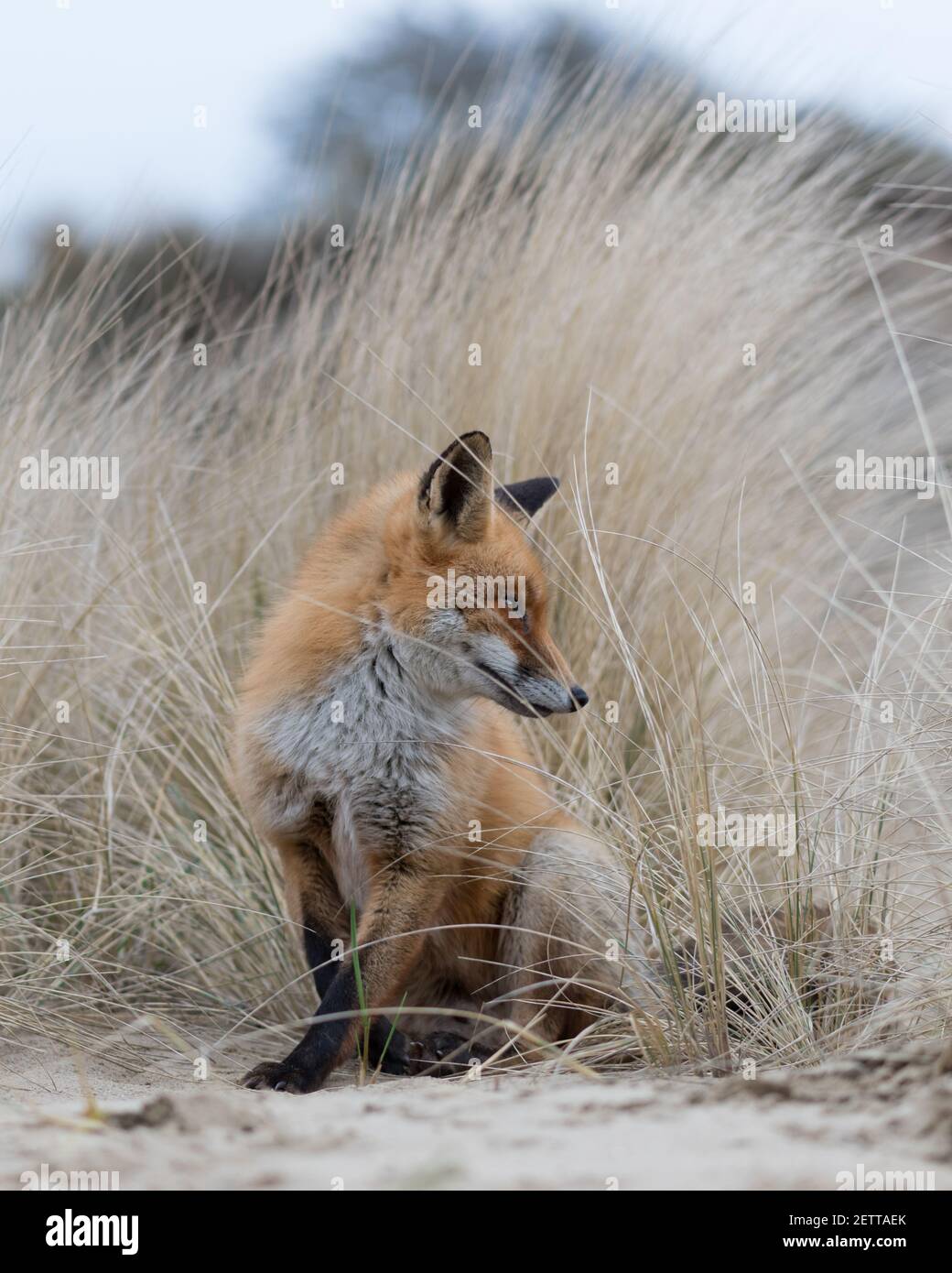 Red fox is relaxing out of the wind, photographed in the dunes of the ...