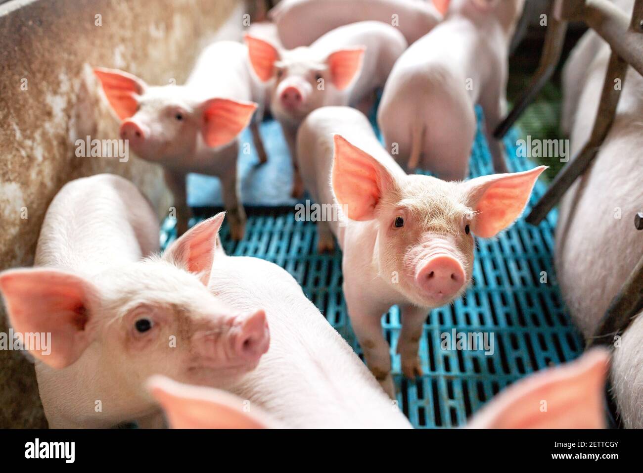 Factory farming of pigs hi-res stock photography and images - Alamy