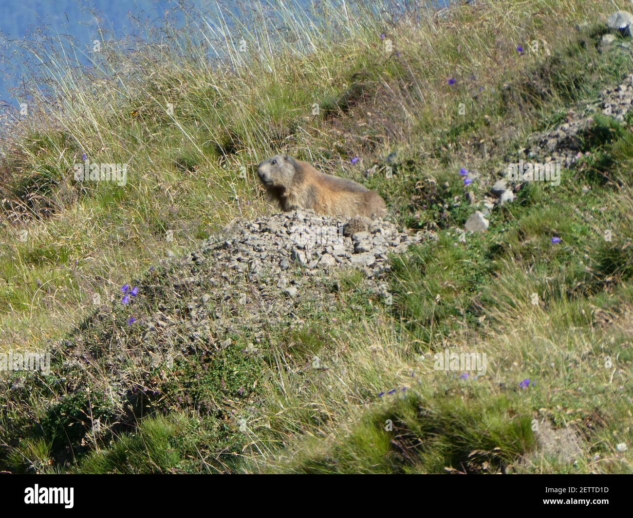 In swiss national park hi-res stock photography and images - Alamy