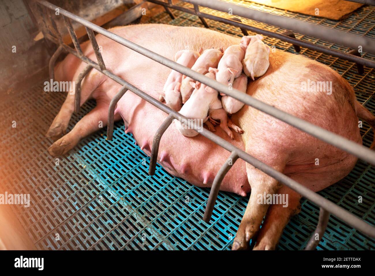 Small piglet in the farm, group of pig indoor on a domestic farm, swine ...