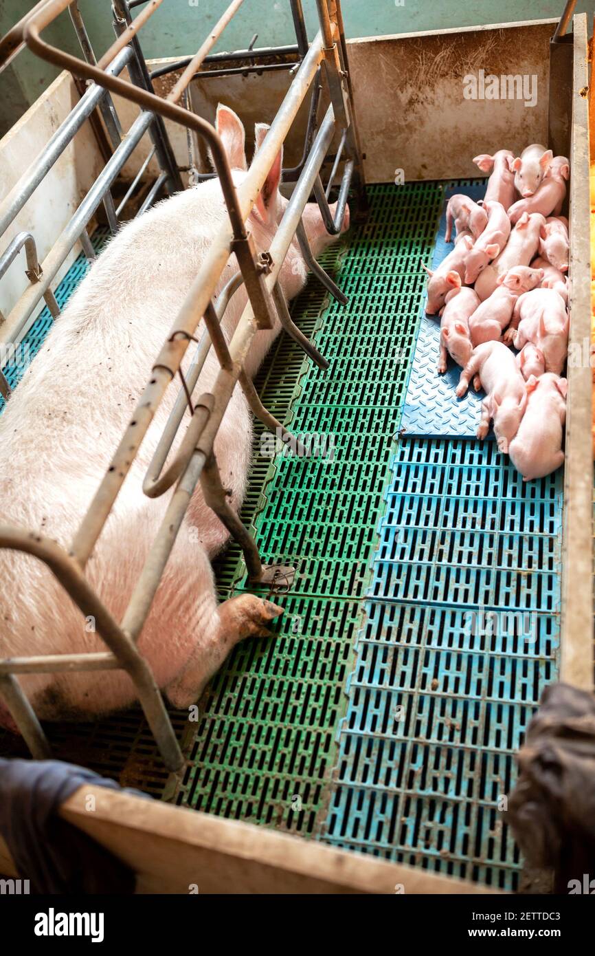 Sow with young pigs in a pig pen at the farm, swine in the stall Stock ...