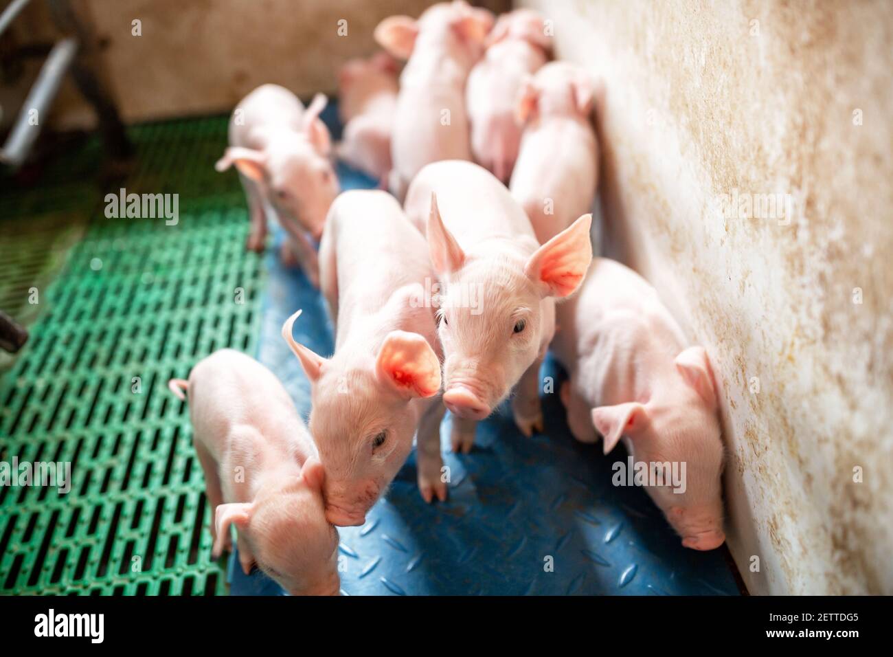 Ecological pigs and piglets at the domestic farm, Pigs at factory Stock ...