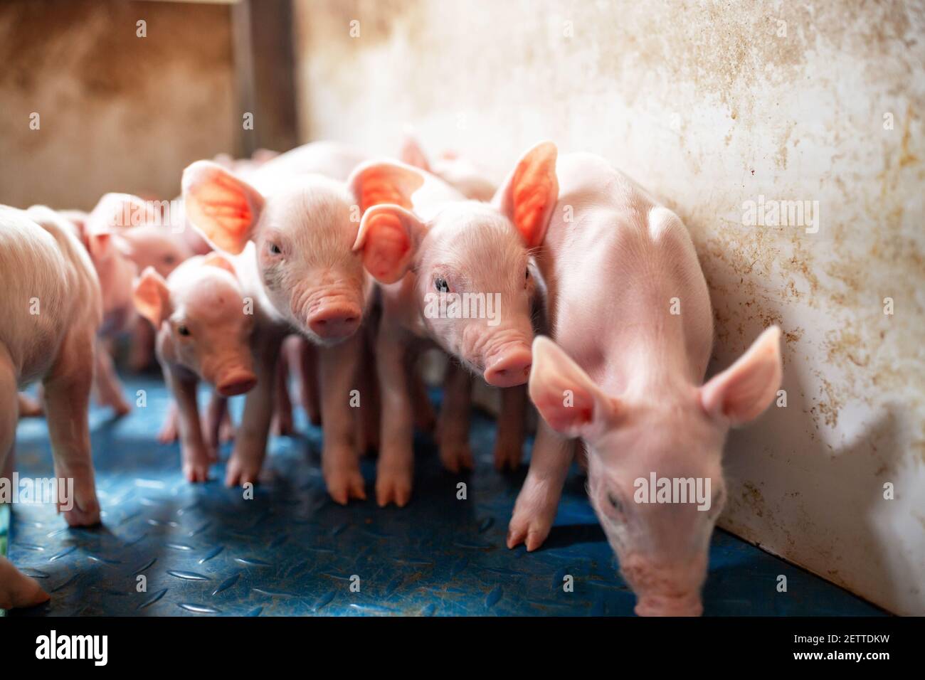Factory farming of pigs hi-res stock photography and images - Alamy