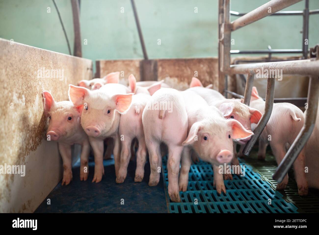 Ecological pigs and piglets at the domestic farm, Pigs at factory Stock ...