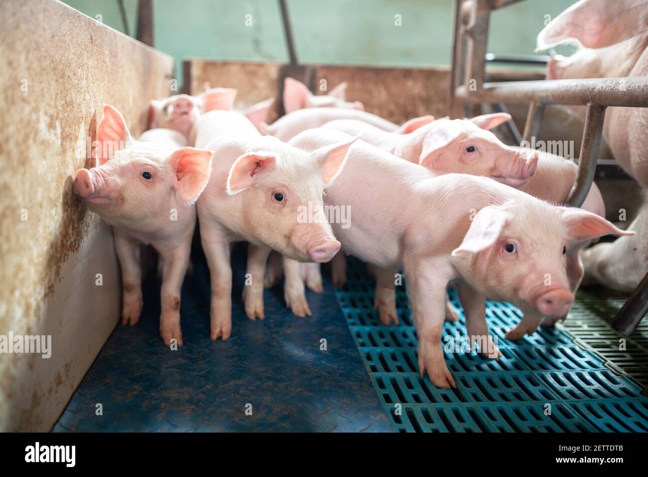 Ecological pigs and piglets at the domestic farm, Pigs at factory Stock ...