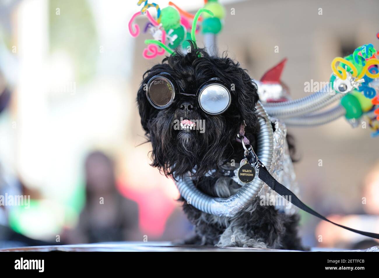 A dog called Wilson shows off to the crowd at the alien pet costume ...