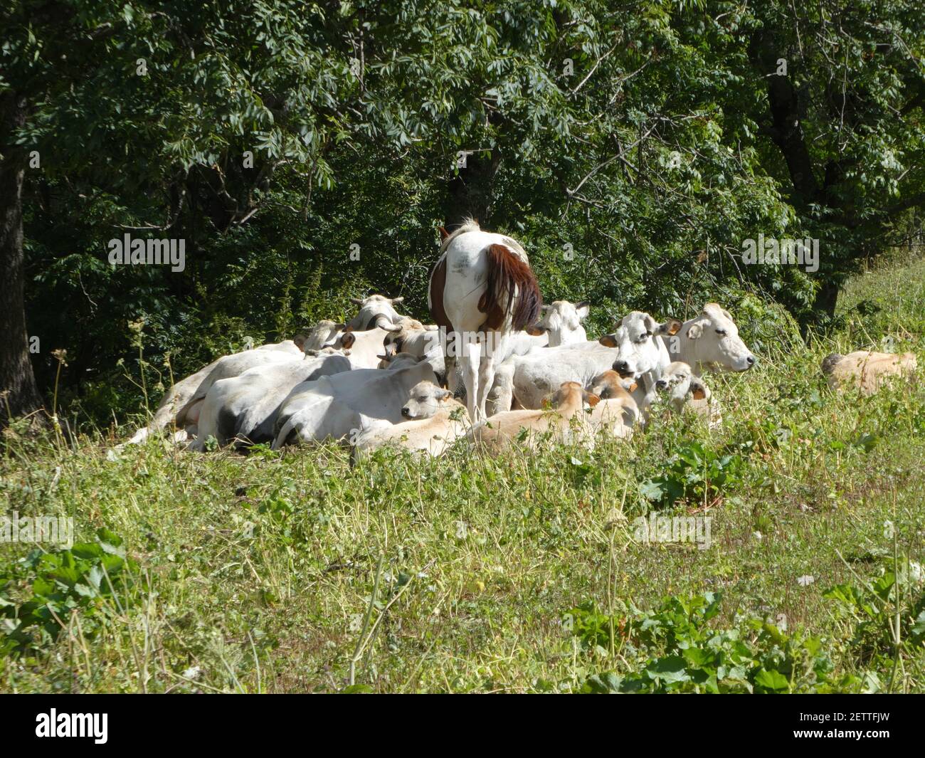 One standing horse between resting cow herd Stock Photo - Alamy