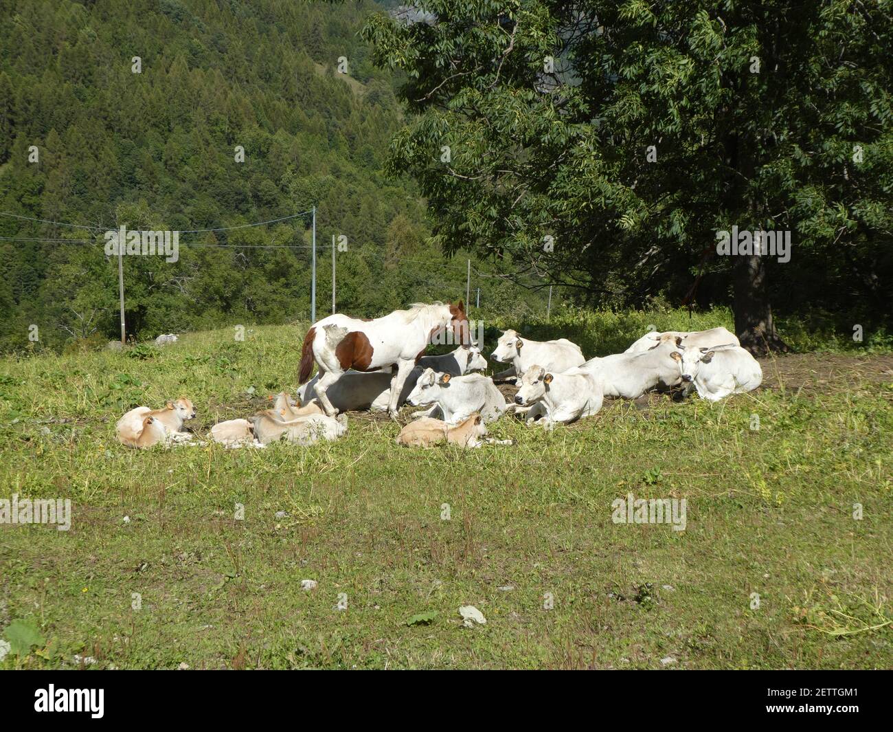 Cottische hi-res stock photography and images - Alamy