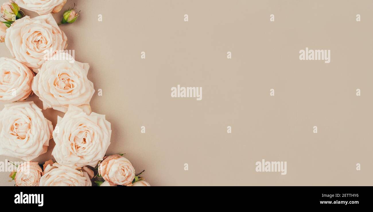 Spring background. Rose flowers on a beige background Stock Photo - Alamy