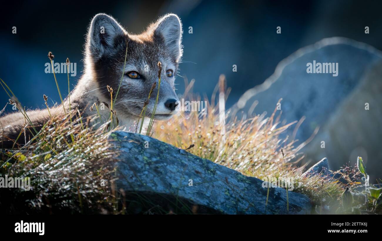 Arctic fox (gulpes lagopus) portrait with negative space Stock Photo ...