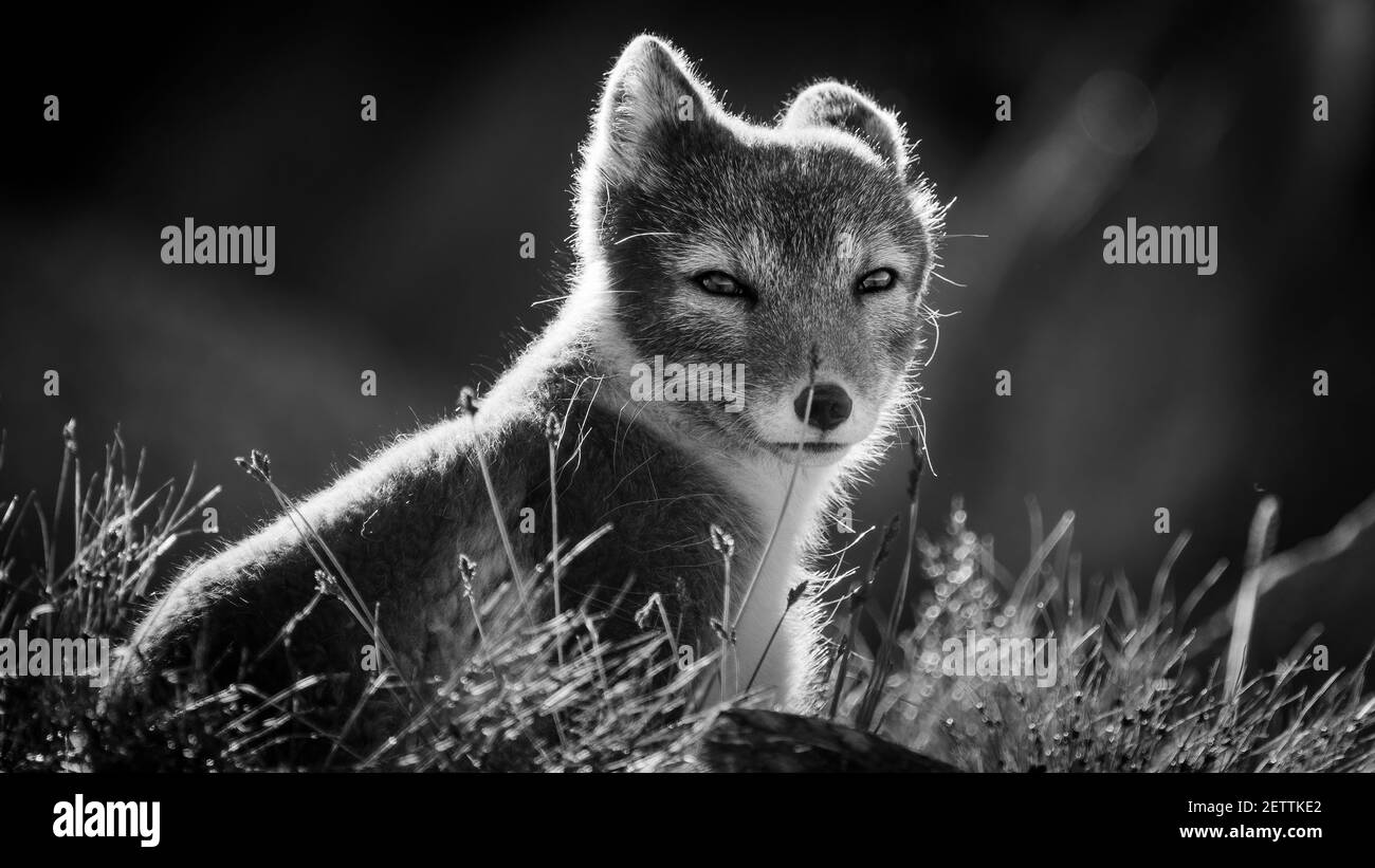 Arctic fox (gulpes lagopus) portrait with negative space Stock Photo ...