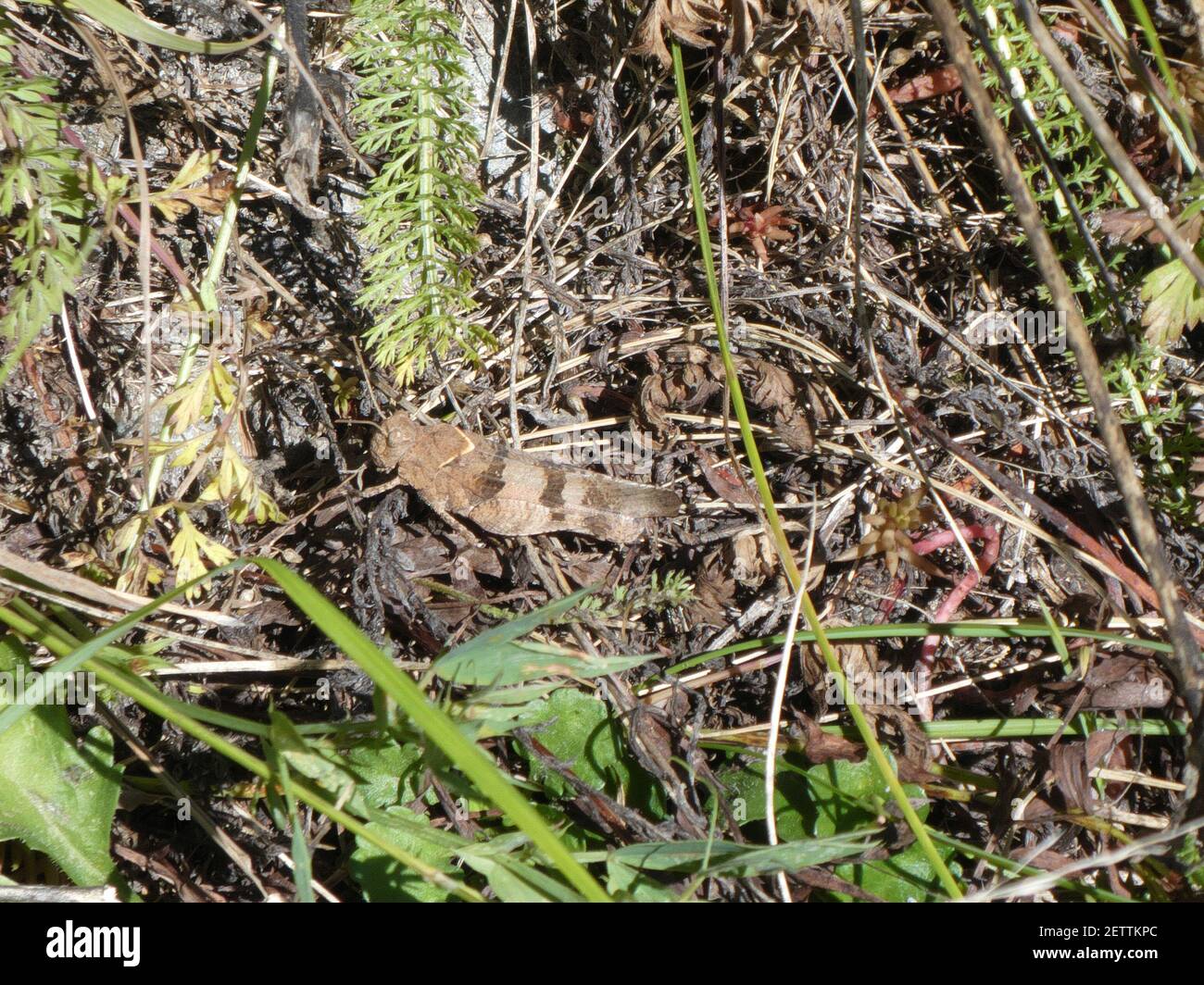Locust sitting hi-res stock photography and images - Alamy