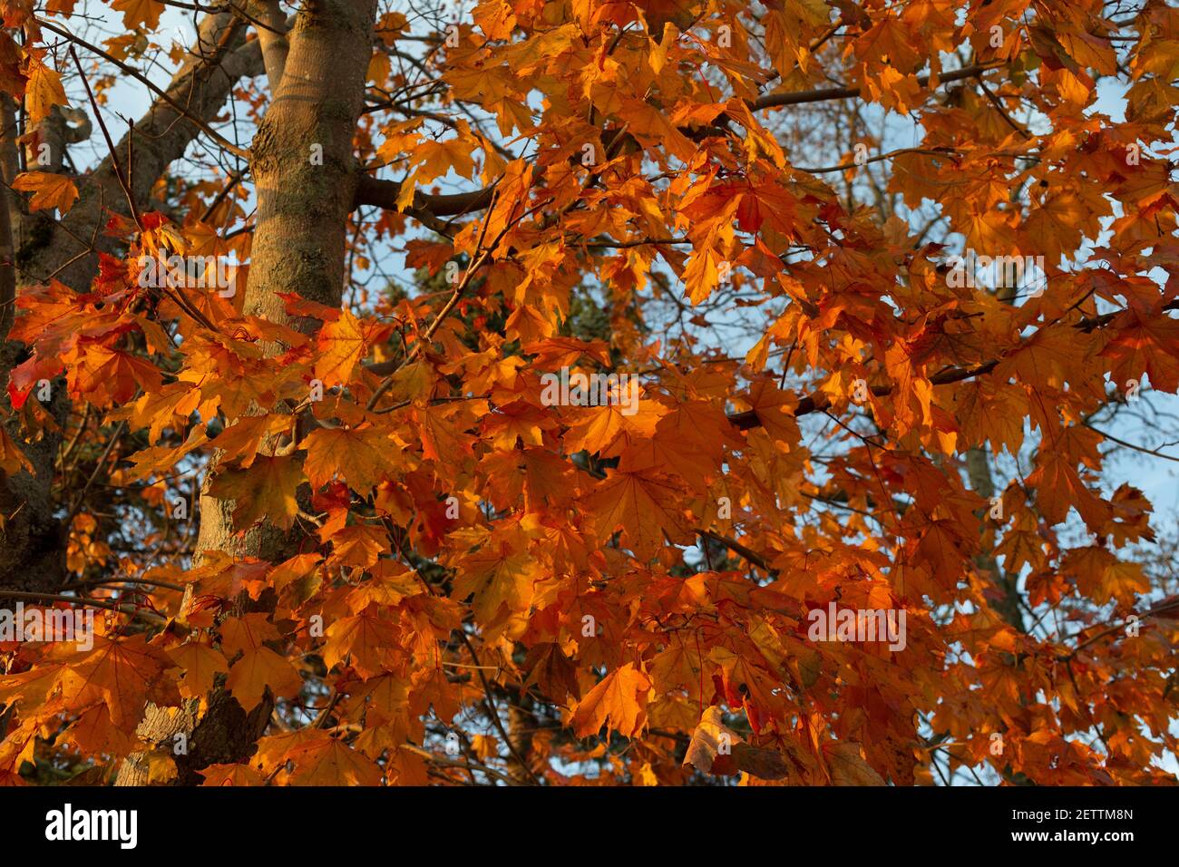 Tree filled with colorful fall maple leaves in the early morning light ...