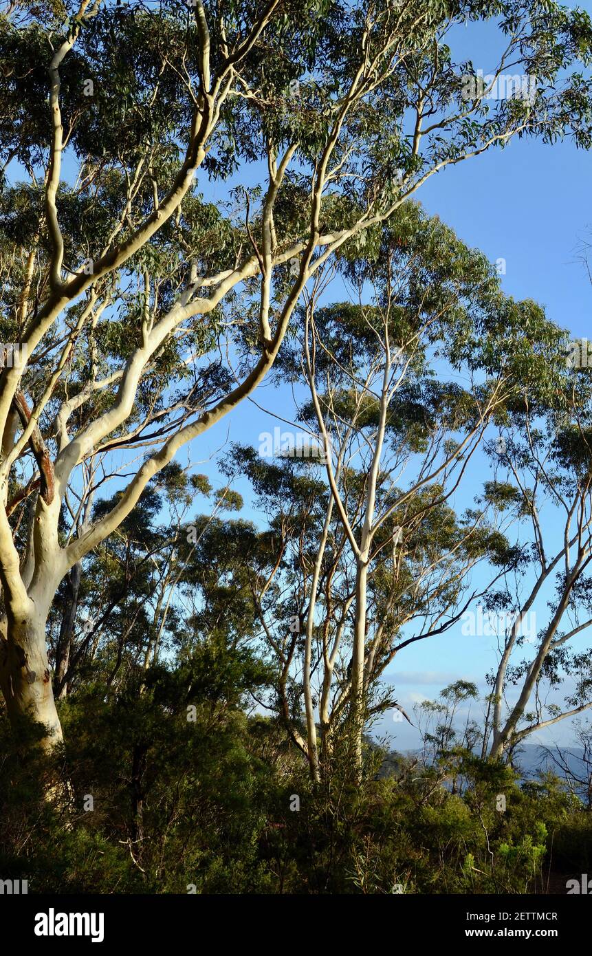 Eucalyptus trees victoria south australia hi-res stock photography and ...