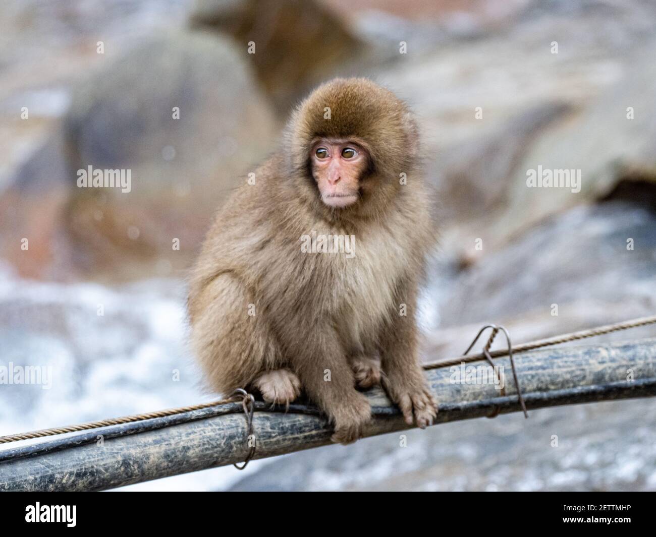 A young Japanese macaque or snow monkey, Macaca fuscata, crosses the ...