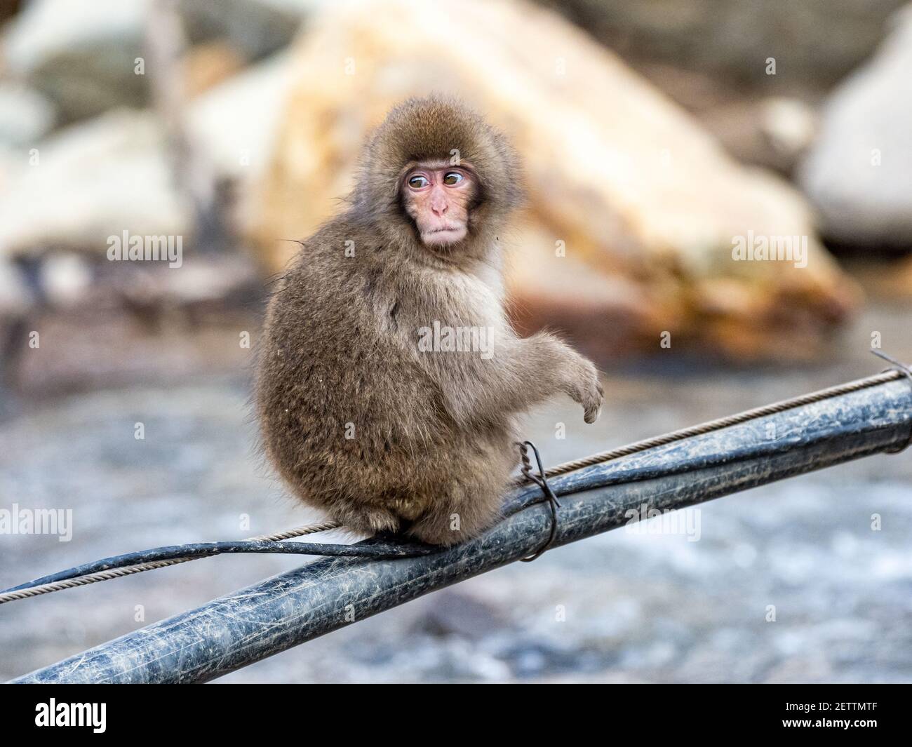 A young Japanese macaque or snow monkey, Macaca fuscata, crosses the ...