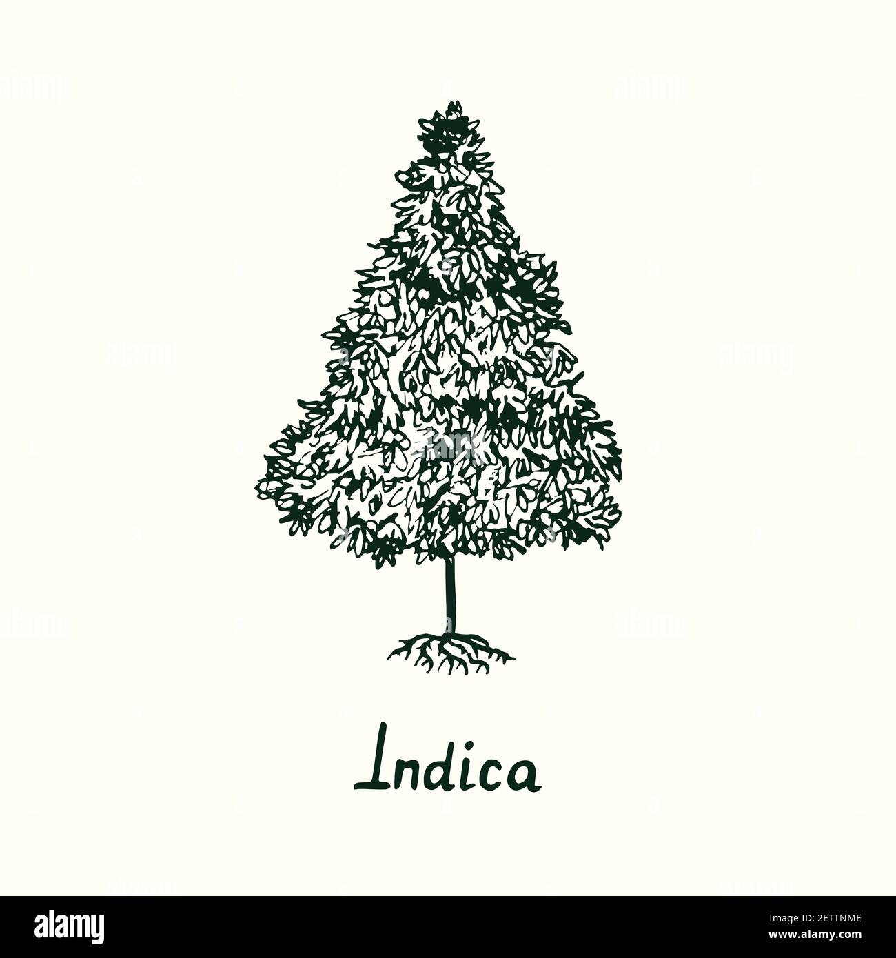 Indica cannabis plant isolated, outline simple doodle drawing, gravure ...