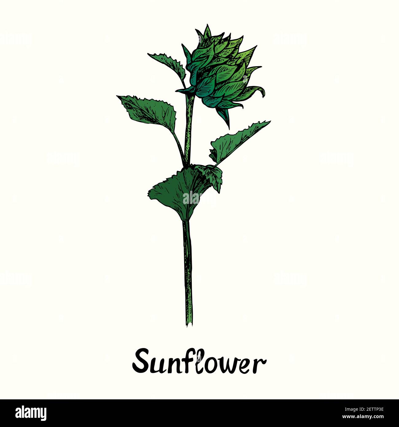 Sunflower closed bud on stem with leaves, simple doodle drawing with ...