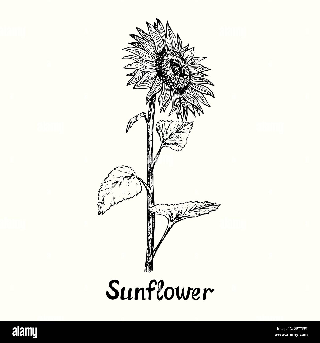 Sunflower on stem with leaves, side view, outline simple doodle drawing ...