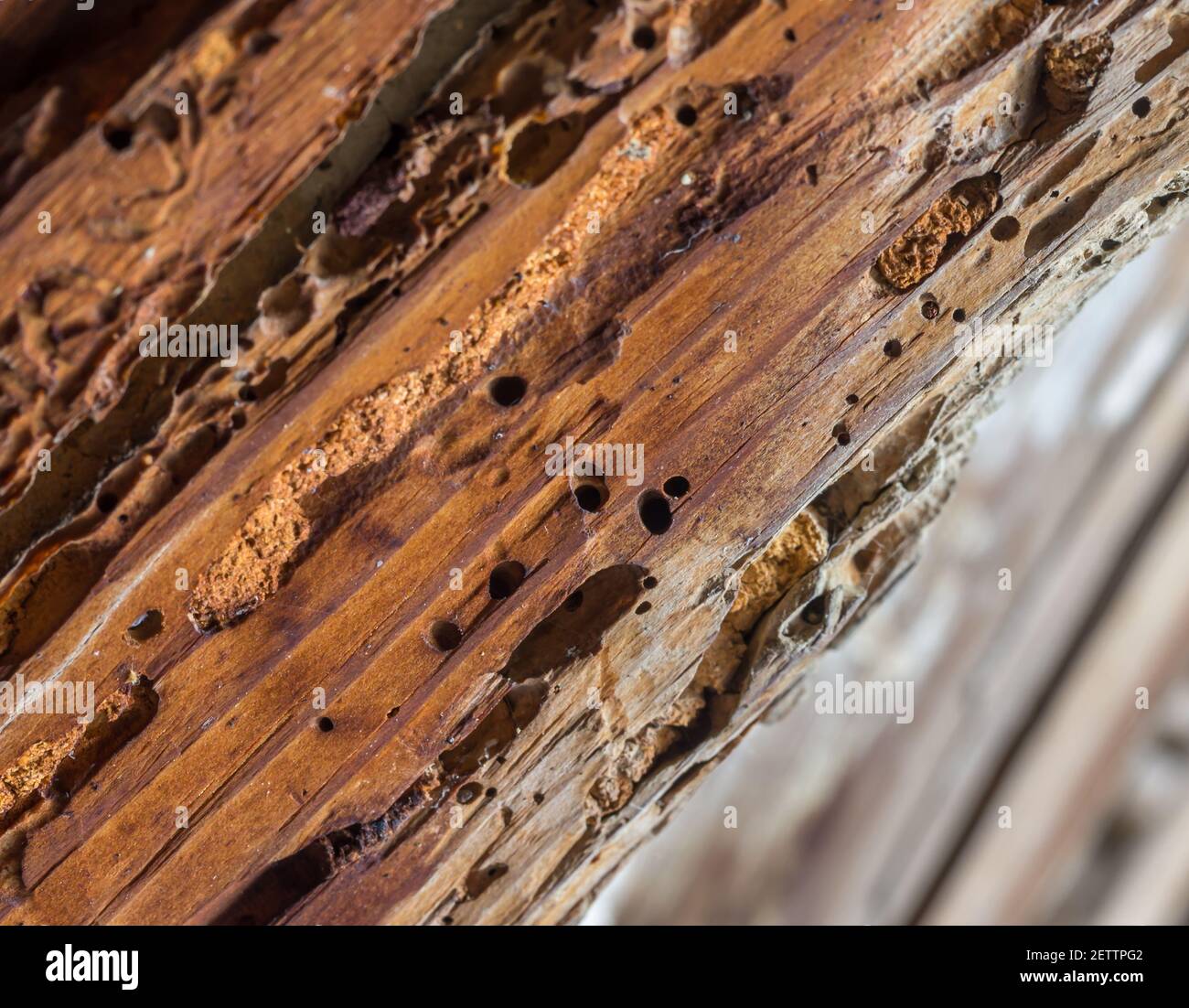 Old wooden beam affected by woodworm. Wood-eating larvae species beetle ...