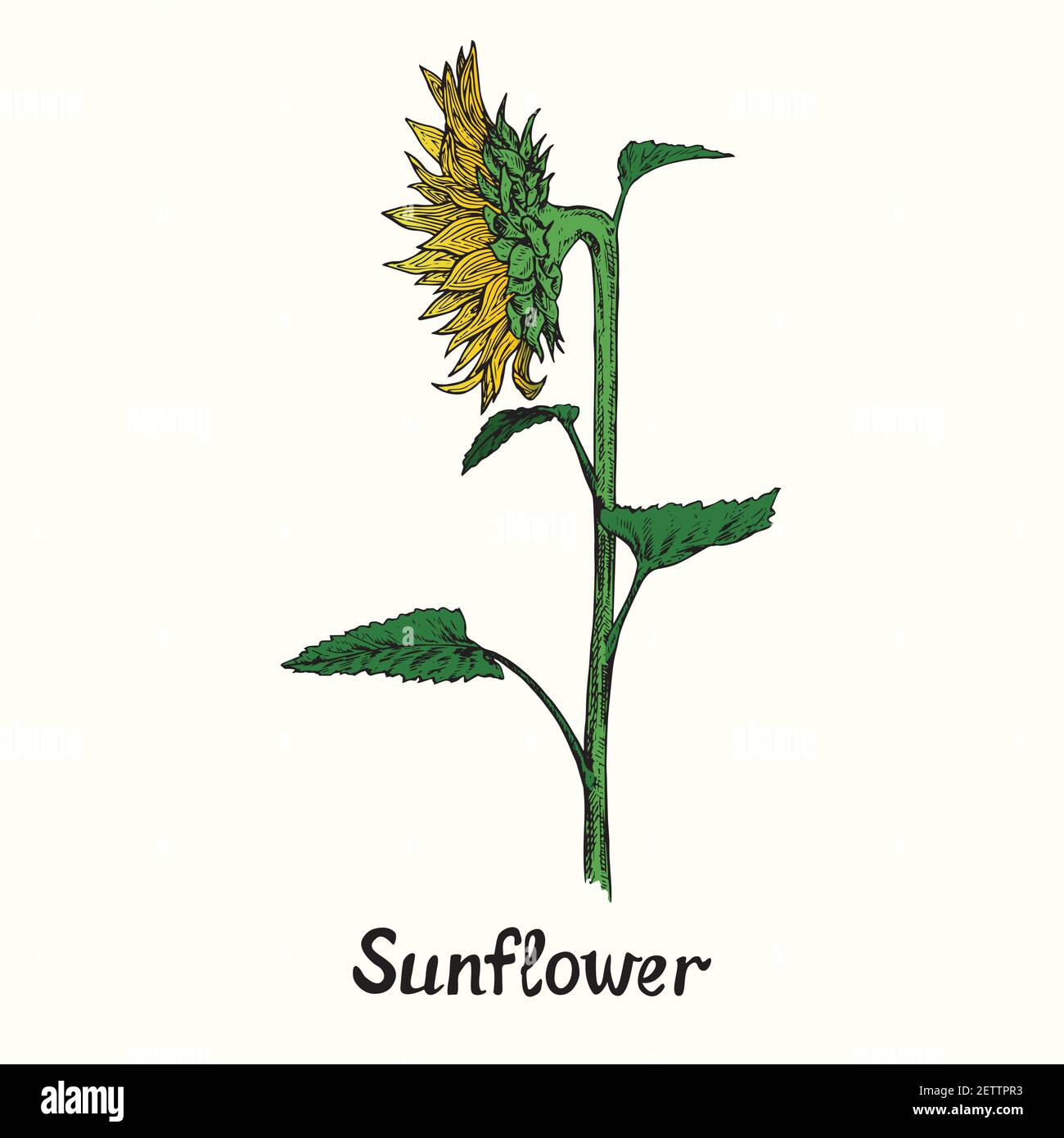 Sunflower on stem with leaves, side view, simple doodle drawing with ...