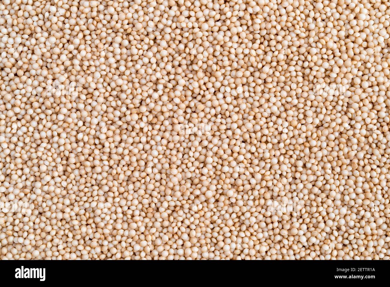Very close view of tiny organic amaranth seeds illuminated with natural ...