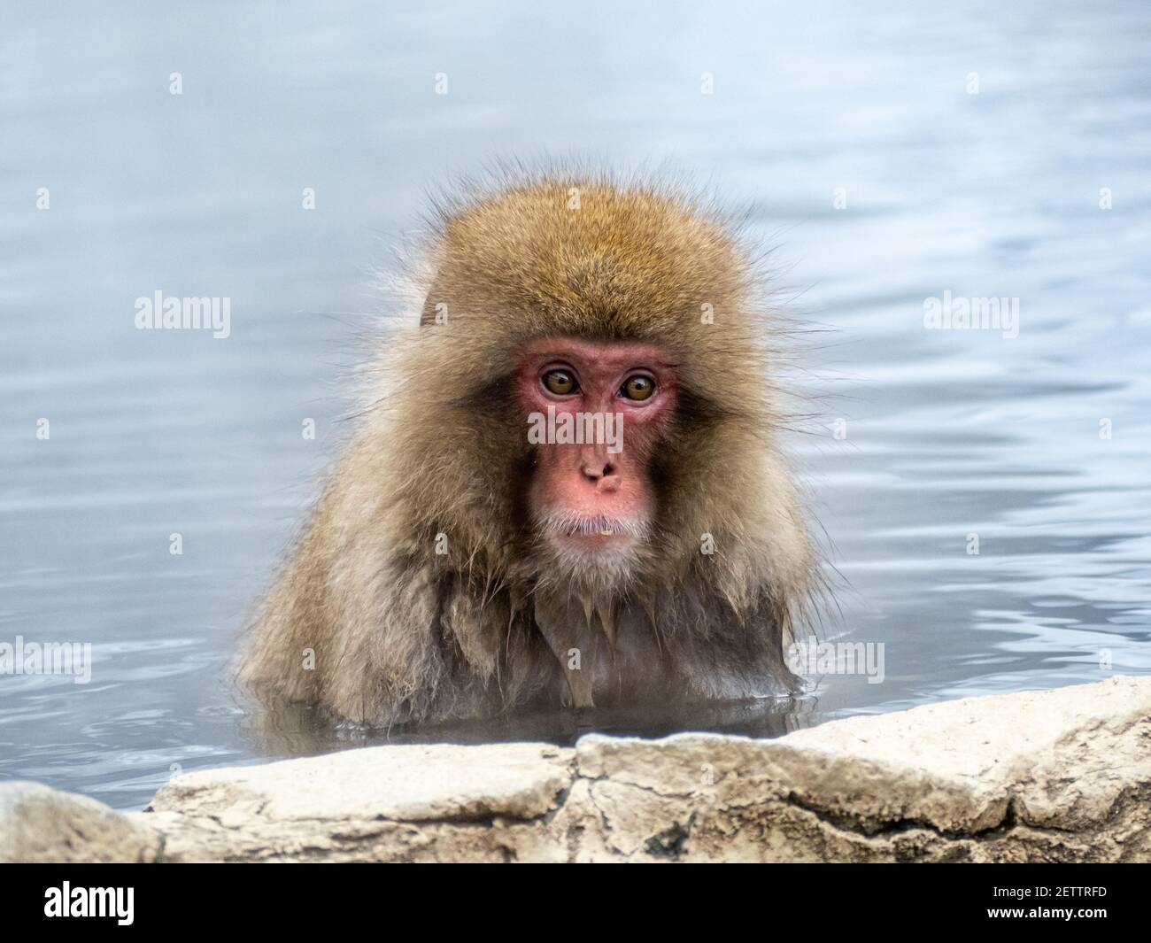 A Japanese macaque or snow monkey, Macaca fuscata, sits in the hot ...