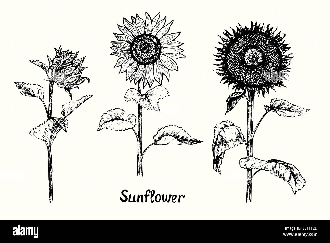Sunflower collection on stem, closed bud, flower and ripe with seeds ...