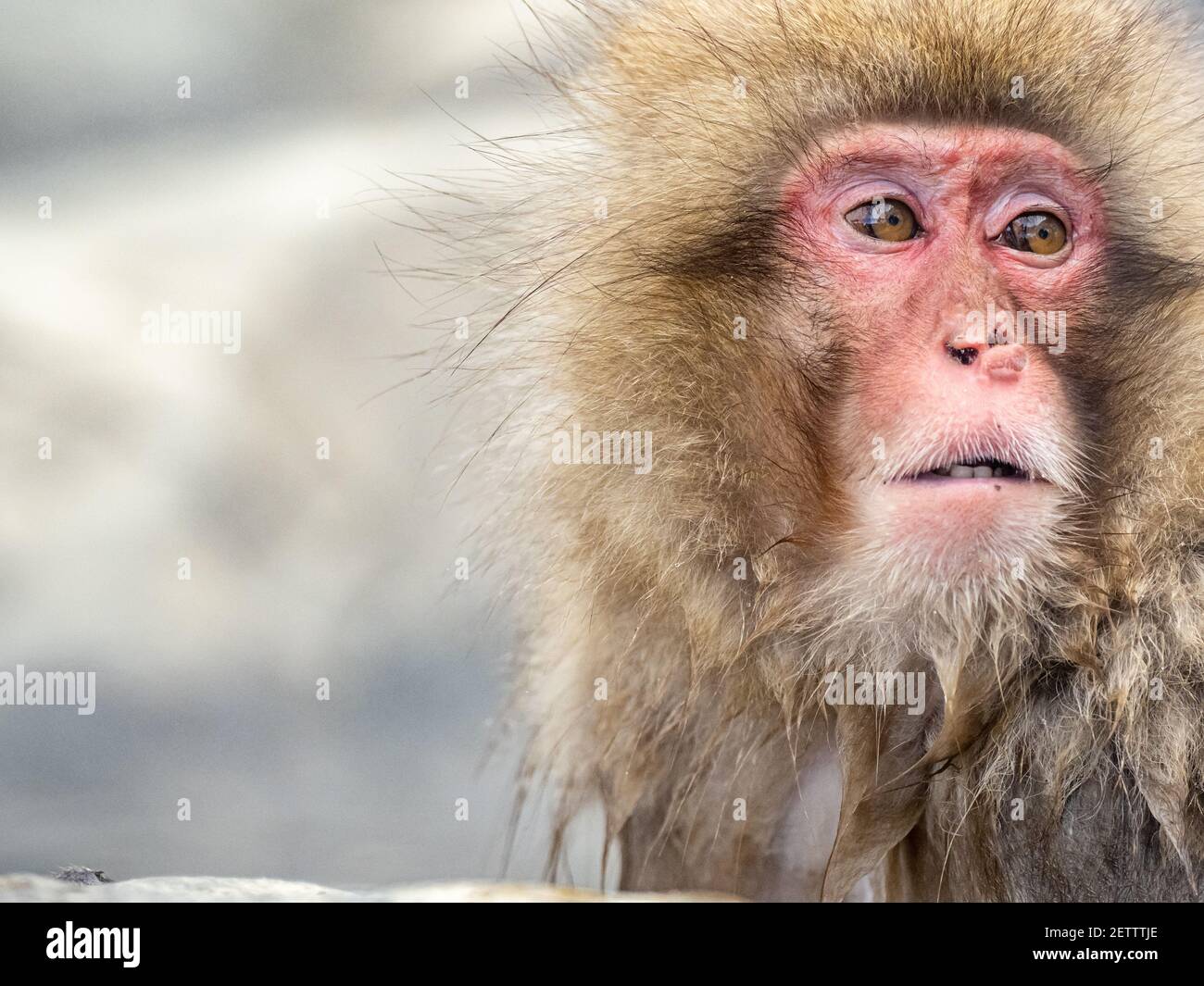 A Japanese macaque or snow monkey, Macaca fuscata, sits in the hot ...
