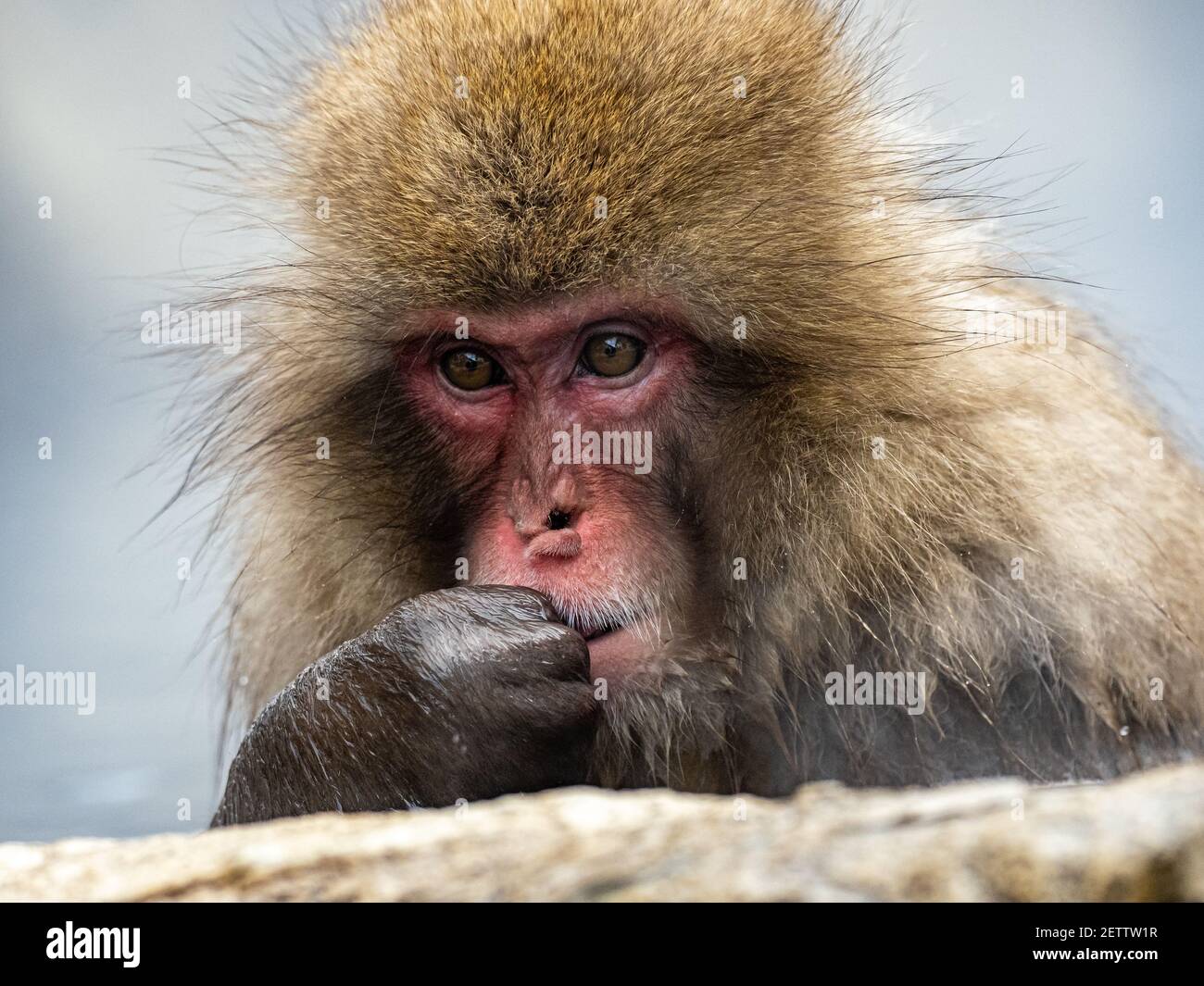 A Japanese macaque or snow monkey, Macaca fuscata, sits in the hot ...