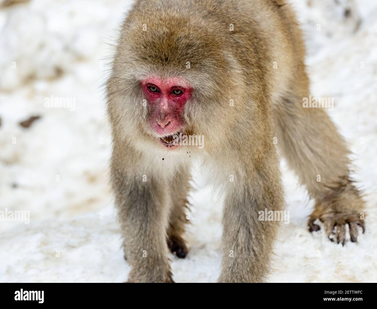 A Japanese macaque or snow monkey, Macaca fuscata, walks through the ...